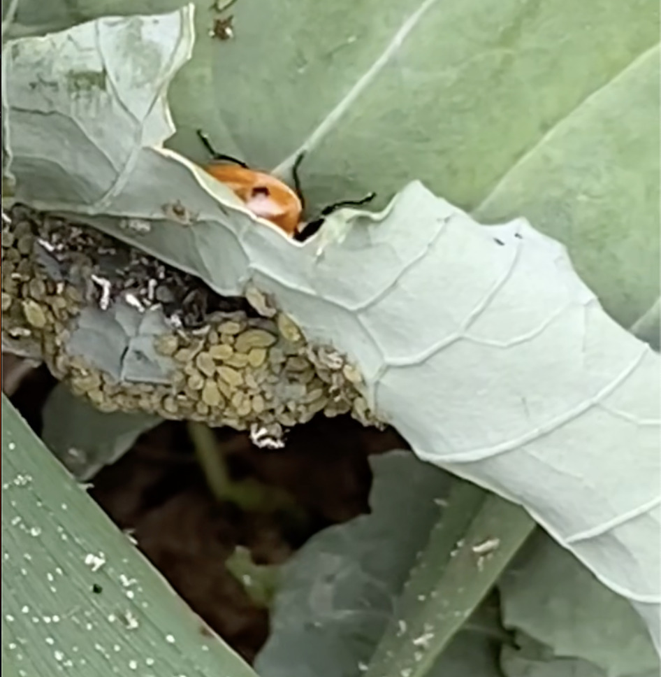 Aphids on Plants & Proven Ways to Deal With Them - Symbiosis LLC